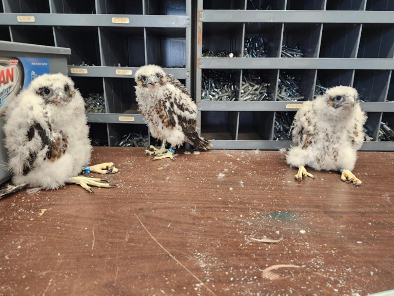 Missouri conservation staff tracking peregrine falcons in Kansas City