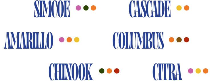 A Comprehensive Guide to IPA Styles