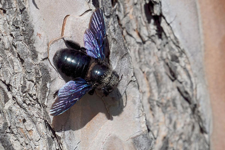Experts explain why carpenter bees keep invading your yard—and how to ...
