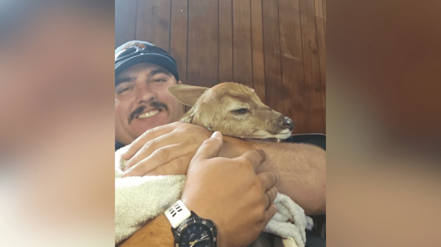 Onlookers rescue fawn found on roadway in Carroll County