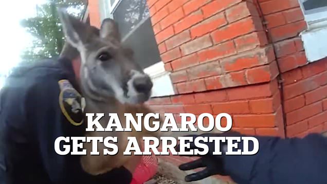 Kangaroo goes viral for his elaborate escapes and arrests