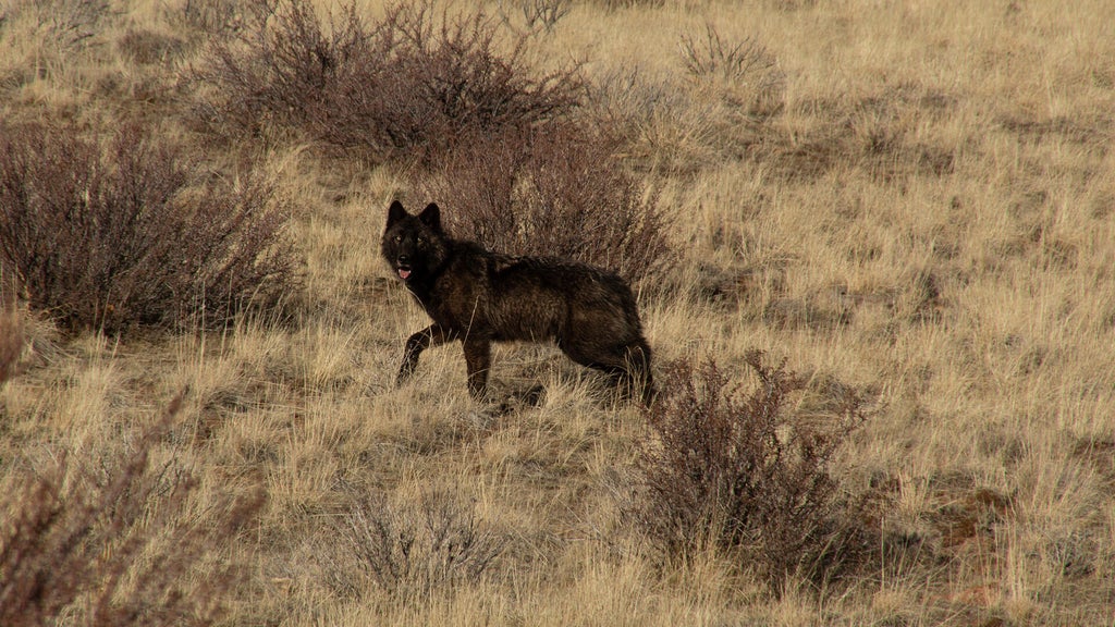 California's gray wolf packs grow as northern counties declare ...