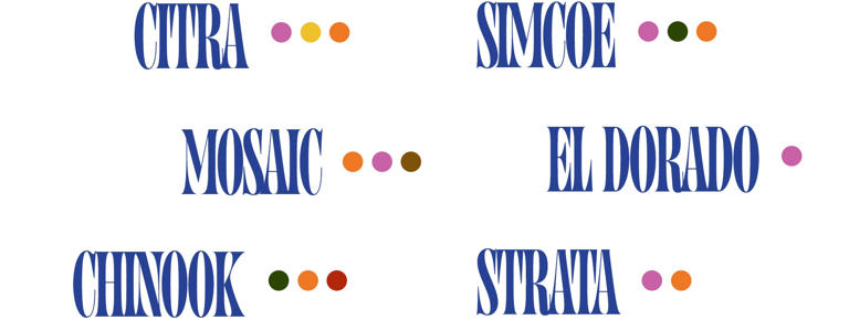 A Comprehensive Guide to IPA Styles