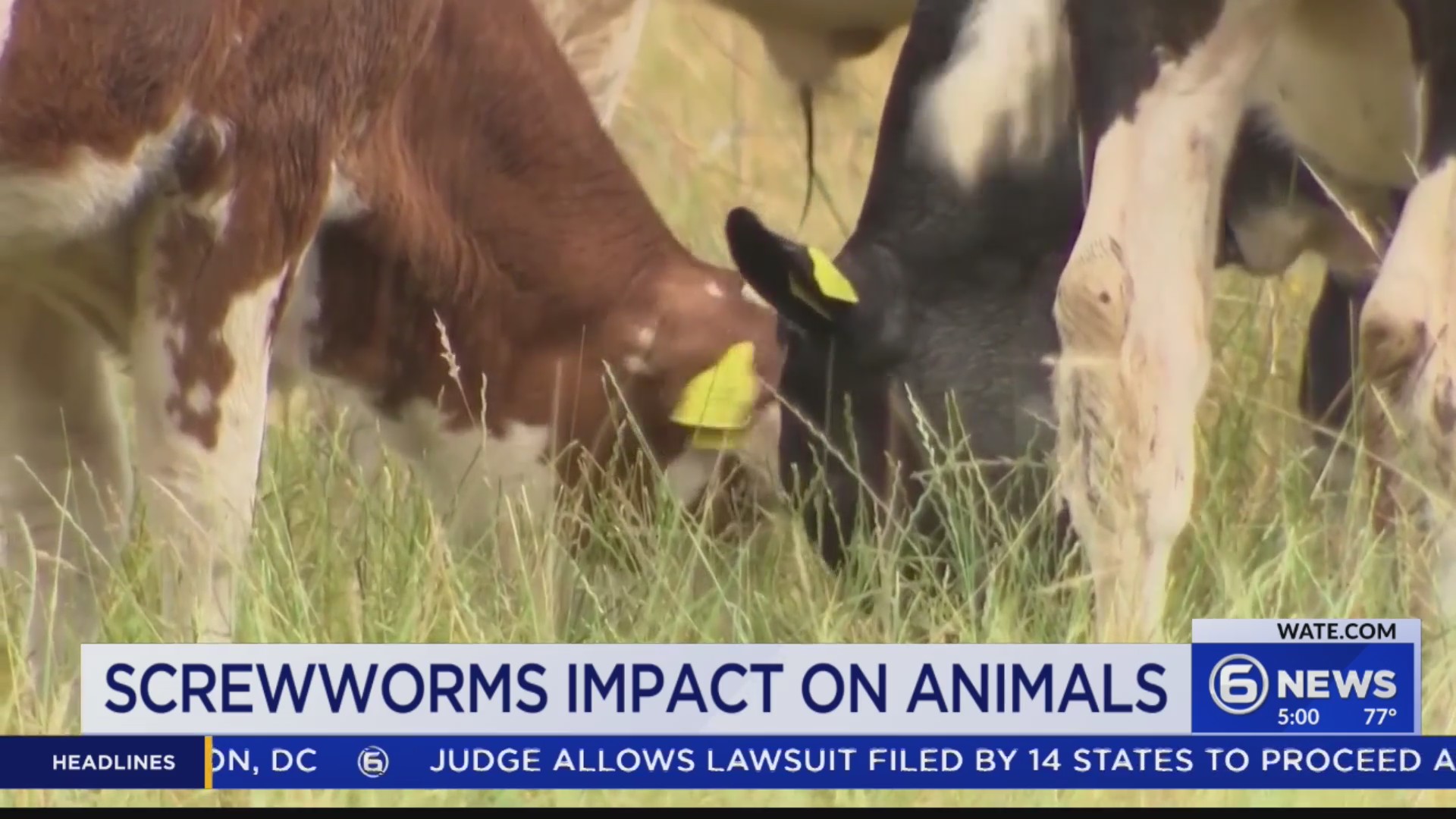 What is New World Screwworm? Veterinarian explains potential threat to ...