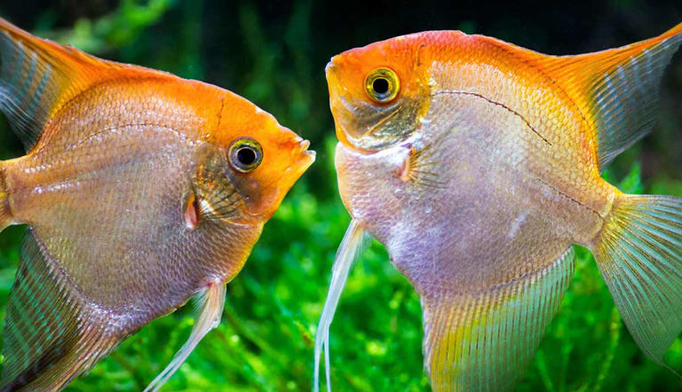 7 Facts About Keeping Angelfish