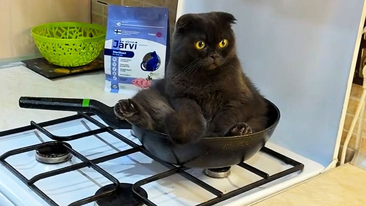 Purr-fect napping spot! Owner finds pet cat lounging in frying pan