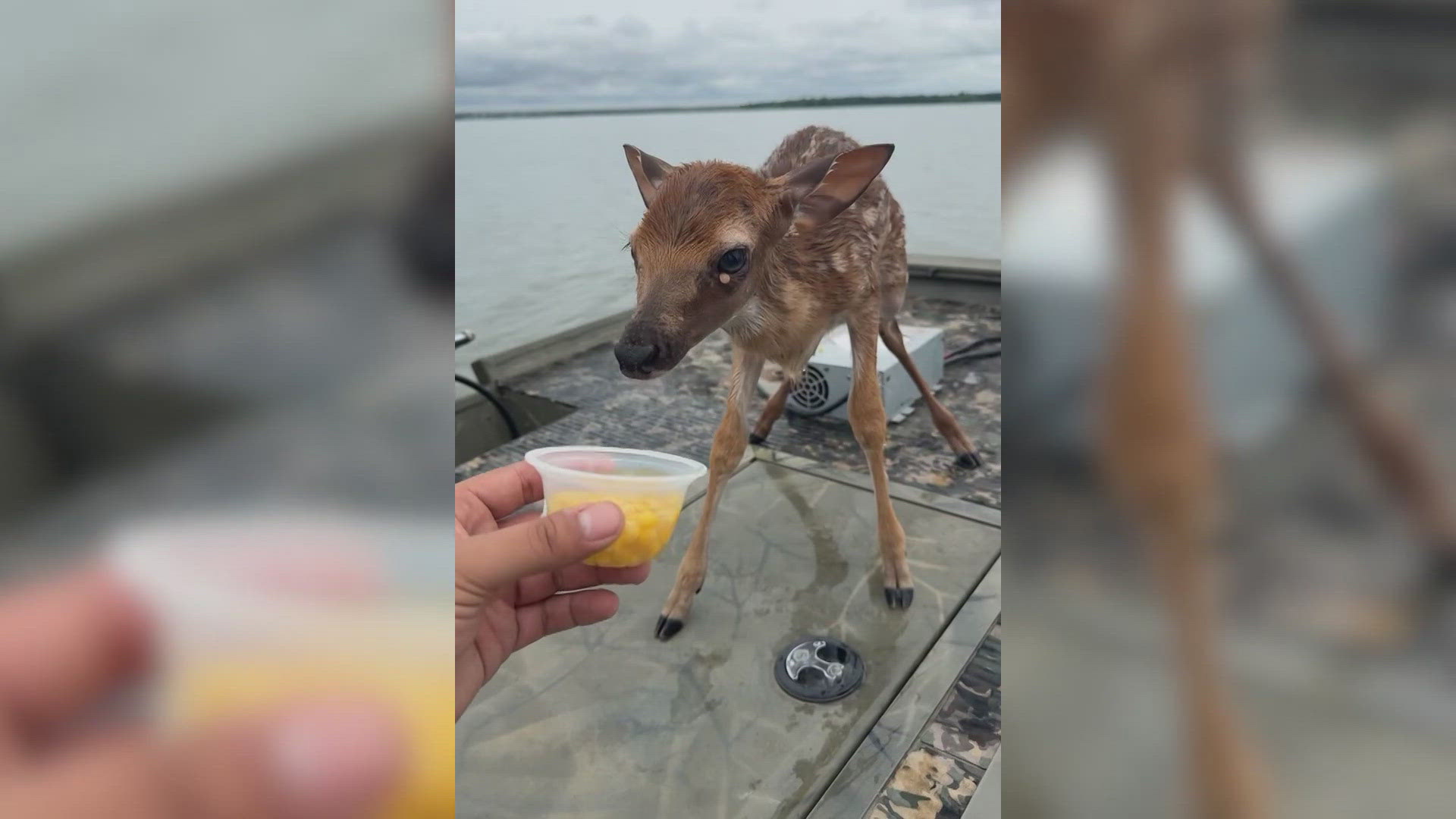 North Texan saves baby deer from drowning in Lake Lewisville on ...
