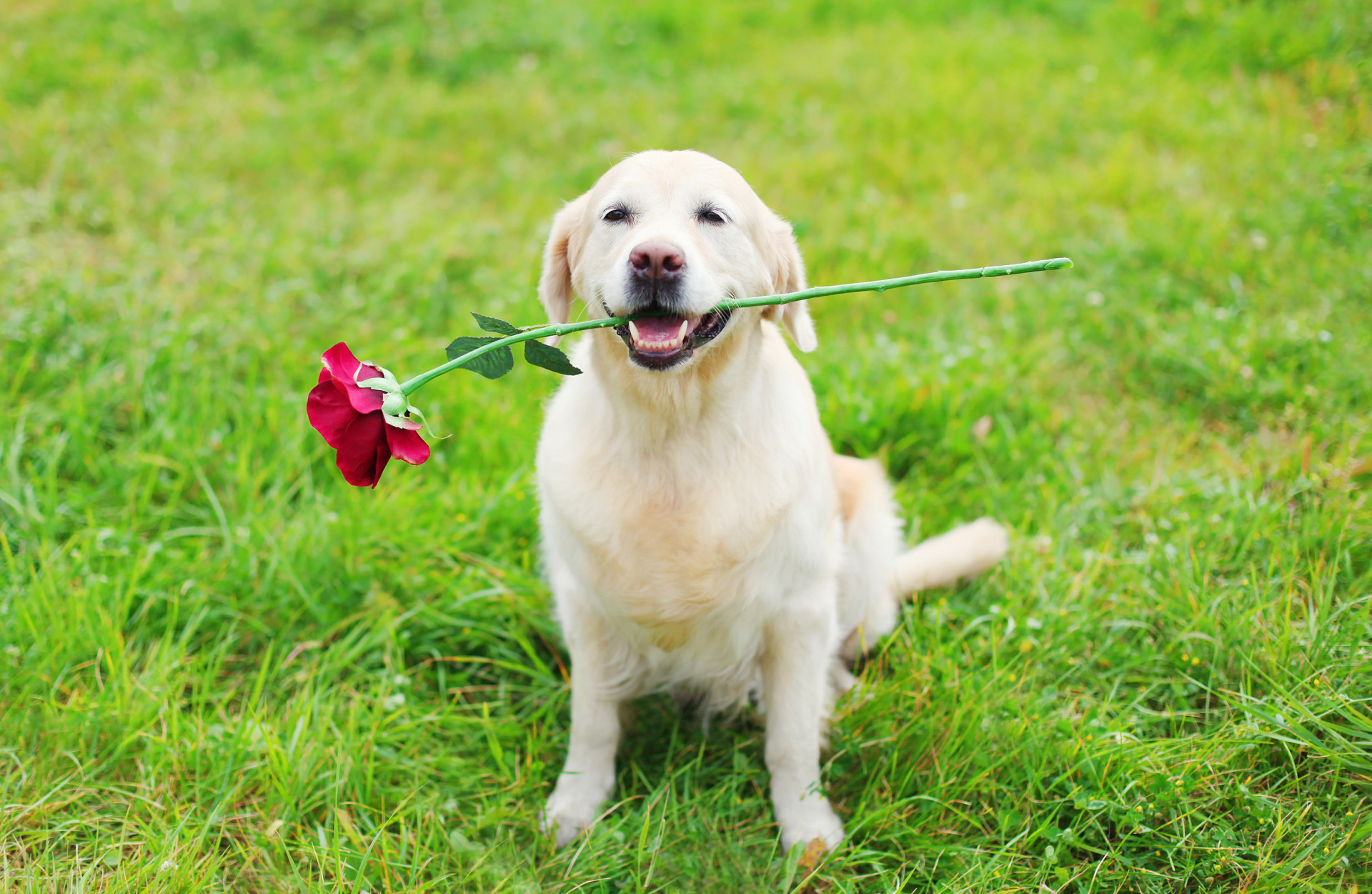 The secret ways dogs communicate with their owners