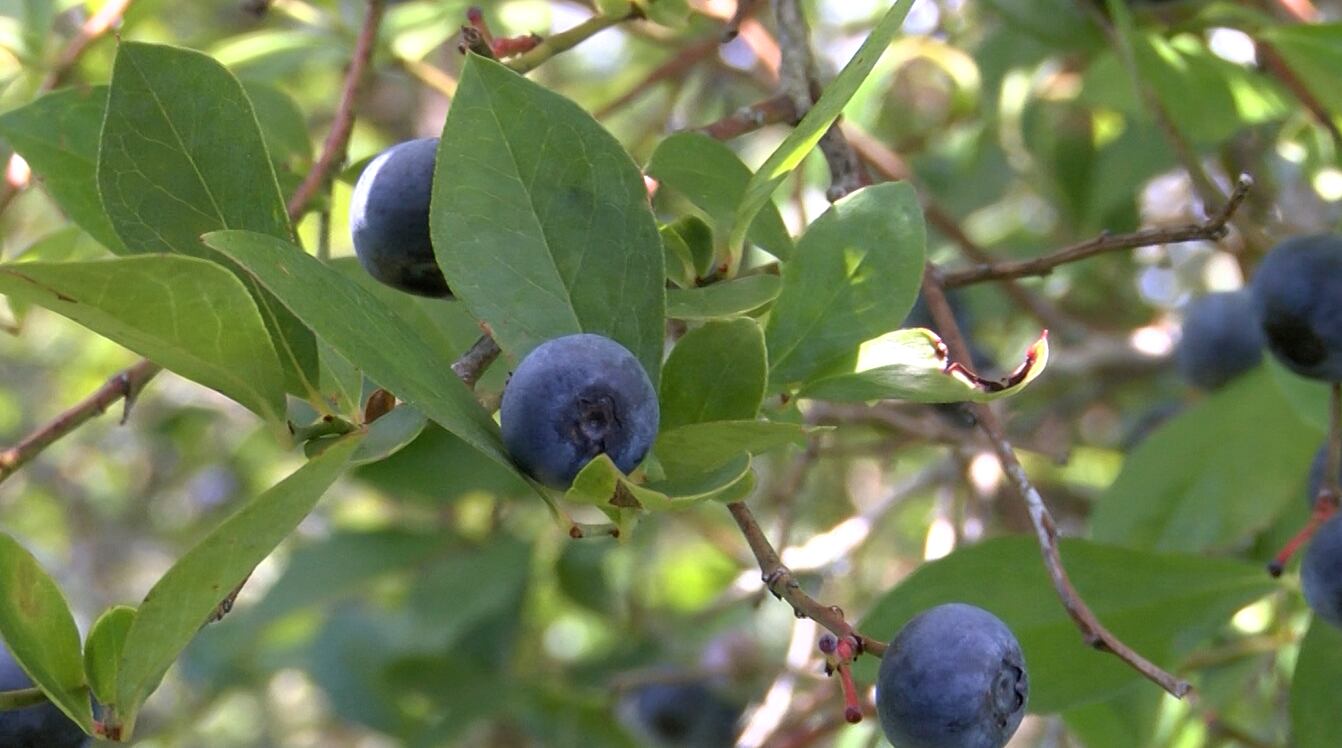 Gregory Farms and Vineyard to hold annual Blueberry Harvest Celebration