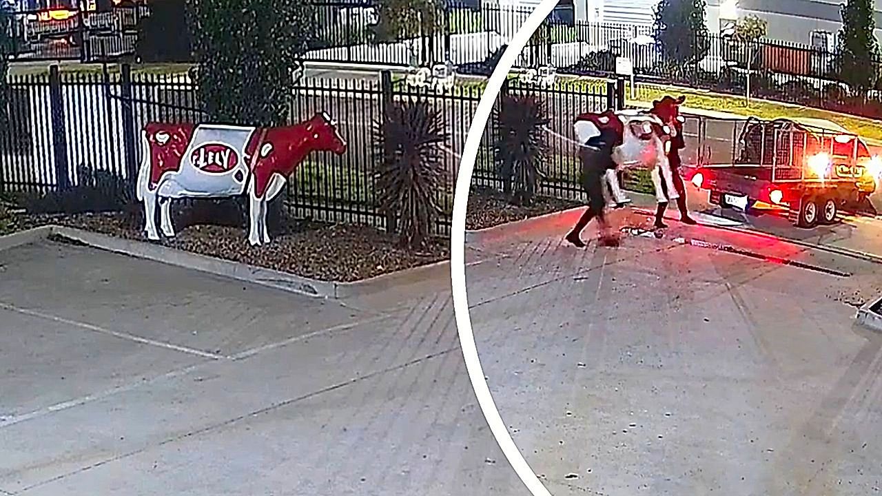 High-steaks heist! Thieves steal fiberglass cow statue in Melbourne