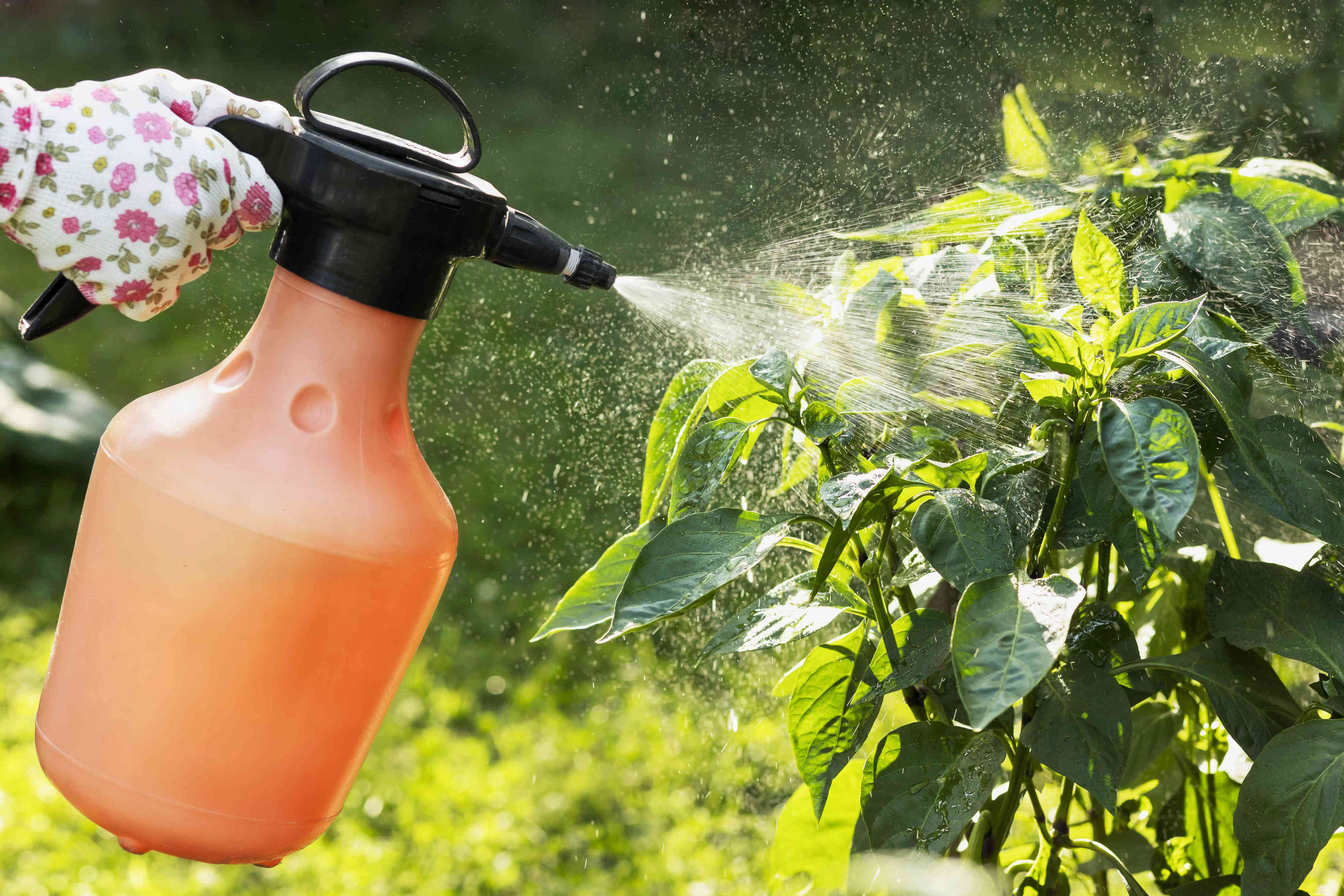 How To Use Neem Oil To Rescue Your Plants From Aphids, Fungus, And More