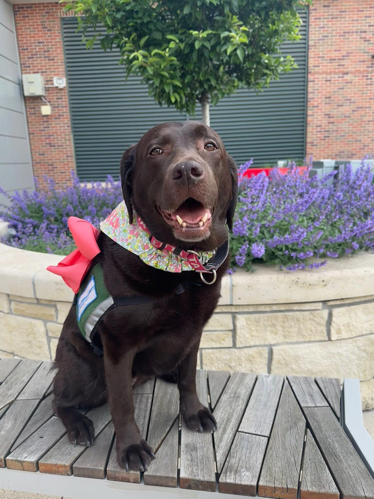 Four-legged friends offer some furry hugs to Children’s Mercy patients