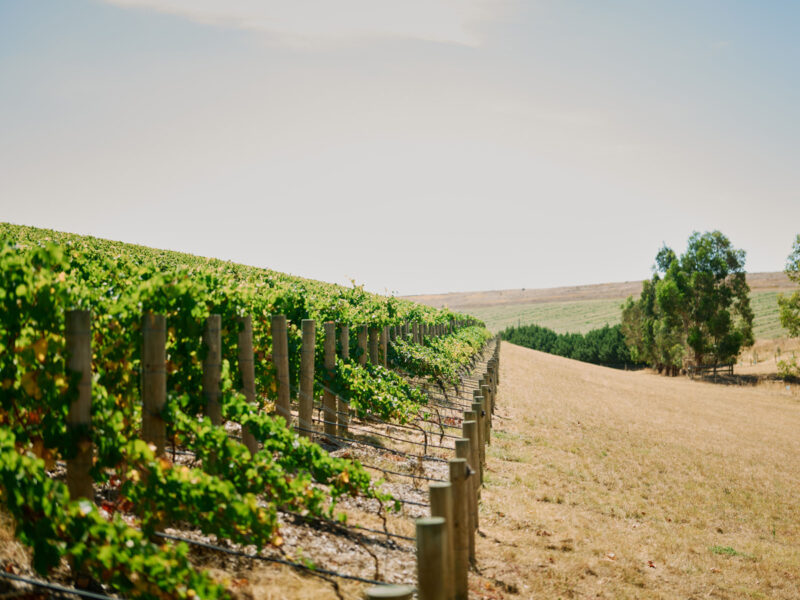 This Victorian vineyard just took out Australia’s winery of the year