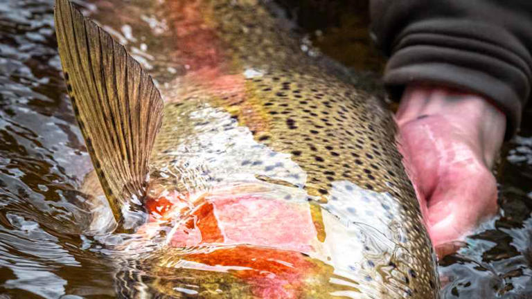Fly Fishing for Steelhead Just Minutes Outside of Grand Rapids, Michigan