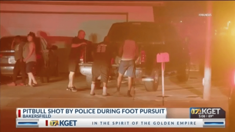 Fleeing suspect released pitbull from kennel during foot pursuit in ...