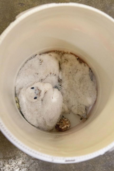 Missouri conservation staff tracking peregrine falcons in Kansas City