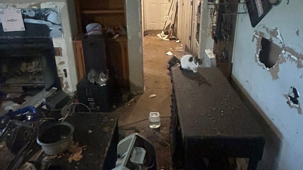 Deputies find dozens of cats in poor conditions during domestic assault ...