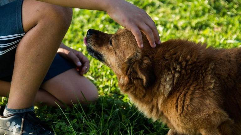 Powerful Reasons Not to Humanize Dogs According to Cesar Millan