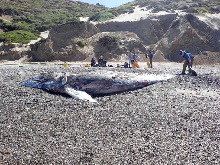 Bay Area whale deaths rise after Point Reyes discovery