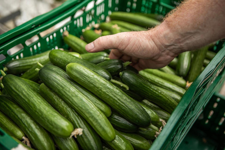 US-Iran war will cause food prices to spike, NFU chief warns