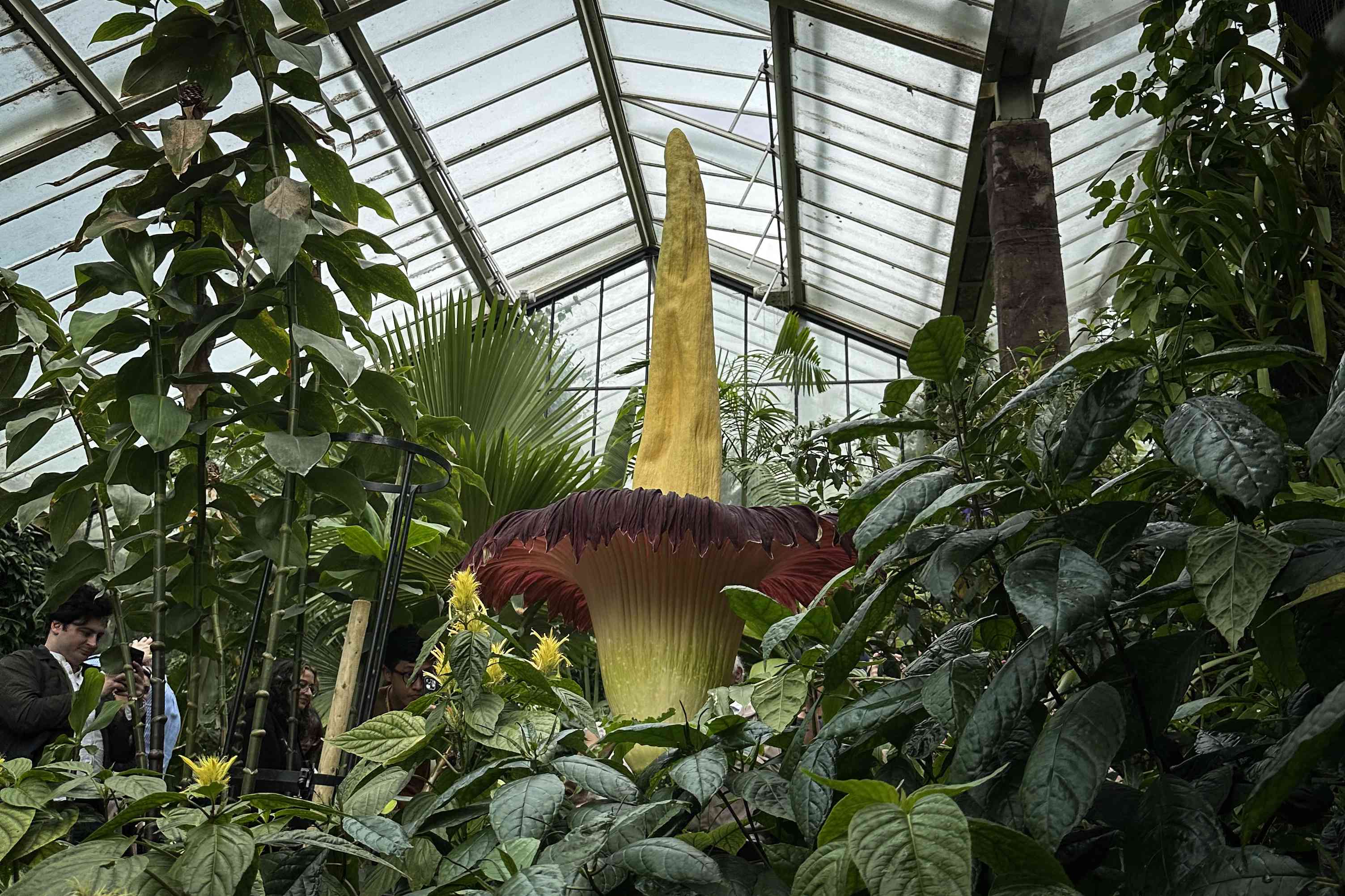 It’s Corpse Flower Season Again—Here's Where to Go to See the Rare ...
