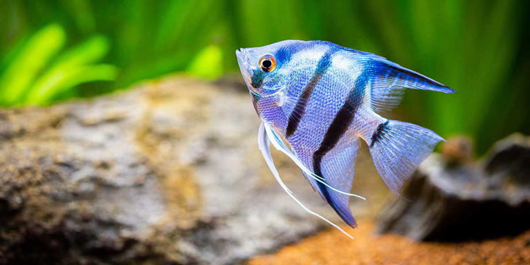 7 Facts About Keeping Angelfish