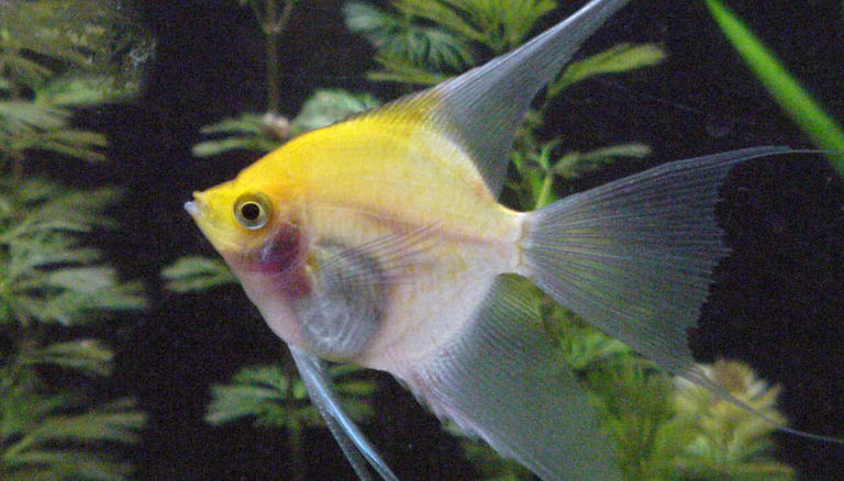 7 Facts About Keeping Angelfish