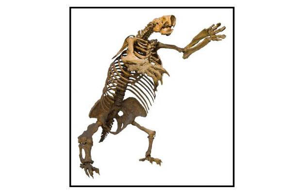 Fossil of extinct giant ground sloth found in Ellis County