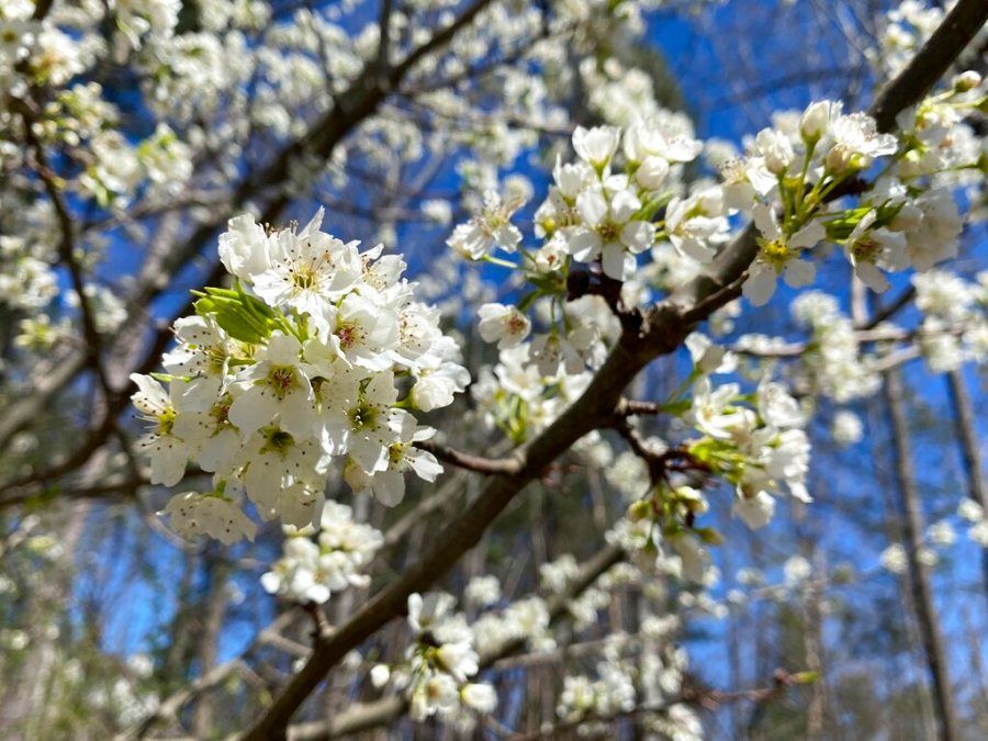 Missouri bill bans smelly Callery pear trees and other invasive plants