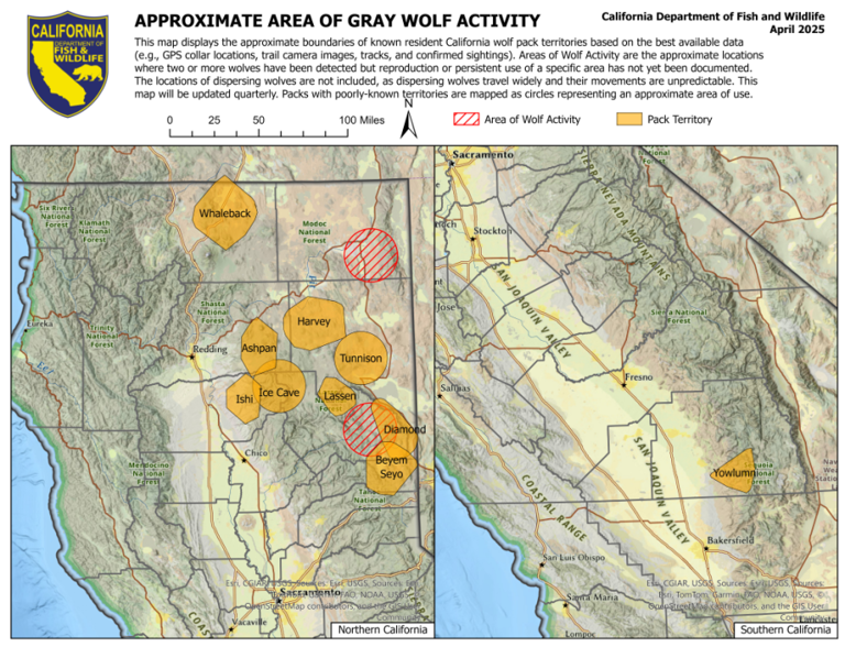 3 new wolf packs confirmed in Northern California