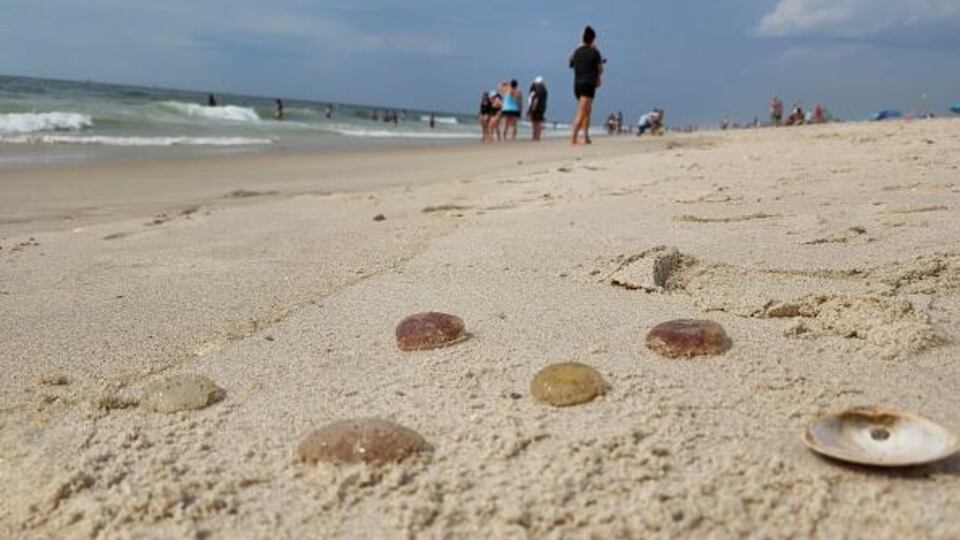 Jellyfish stings prompt beach safety warnings as nearly 400 treated