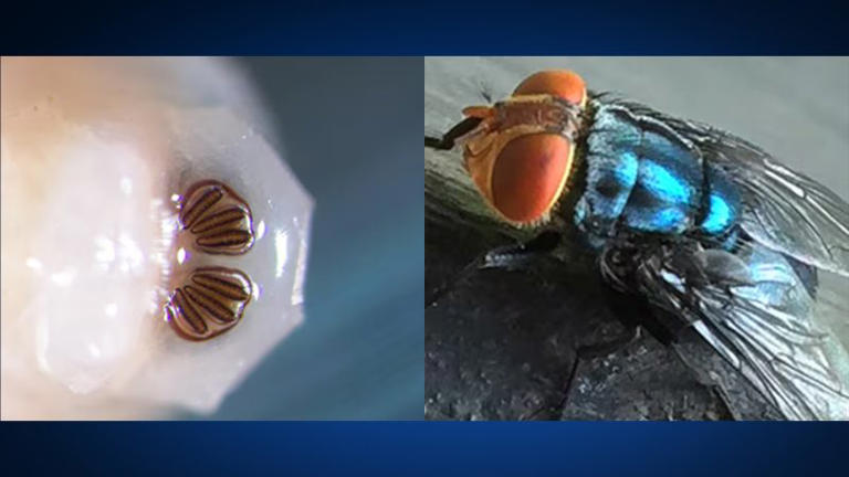 What is New World Screwworm? Veterinarian explains potential threat to ...