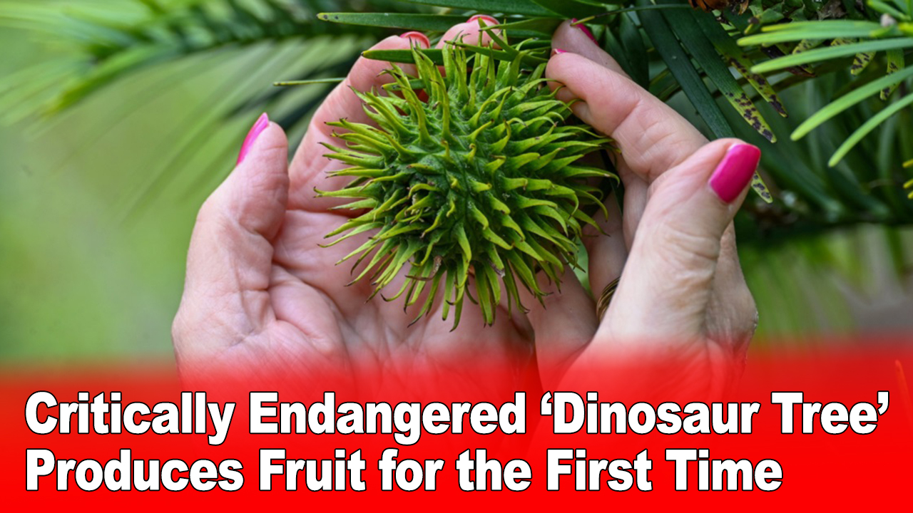 Critically Endangered ‘Dinosaur Tree' Produces Fruit for the First Time