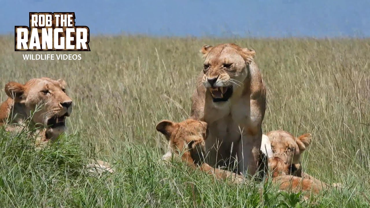 Giant Lion Pride Offers Glimpse Into Social Order