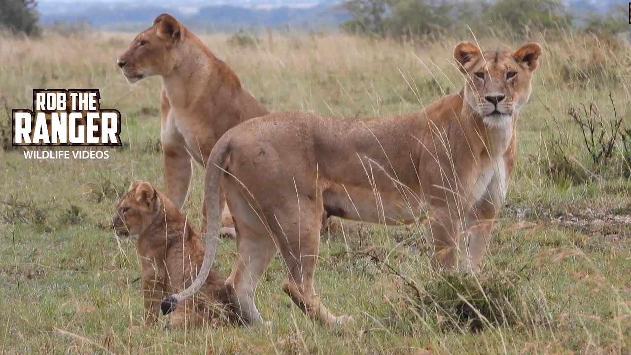 Witness playful lion cubs romp through the Maasai Mara on this Lalashe ...