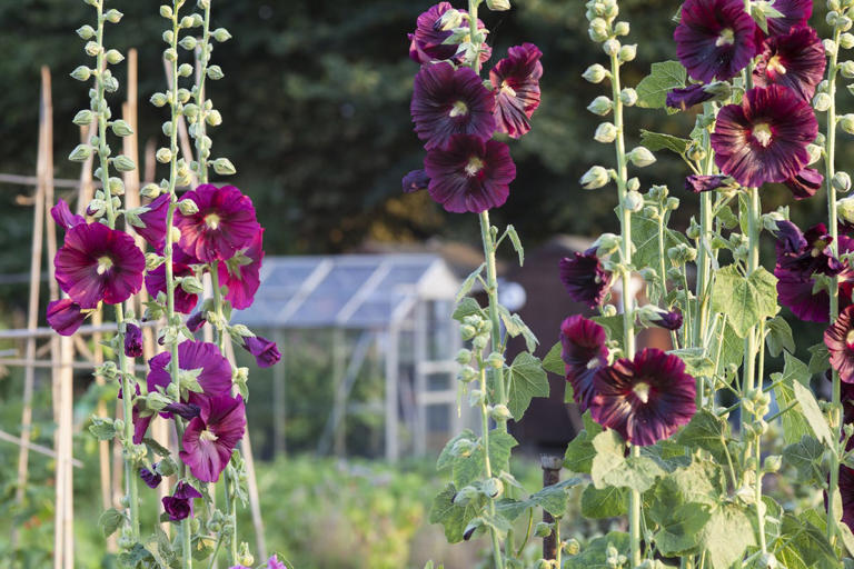 These 10 old-school flowers will make you miss your grandma’s garden