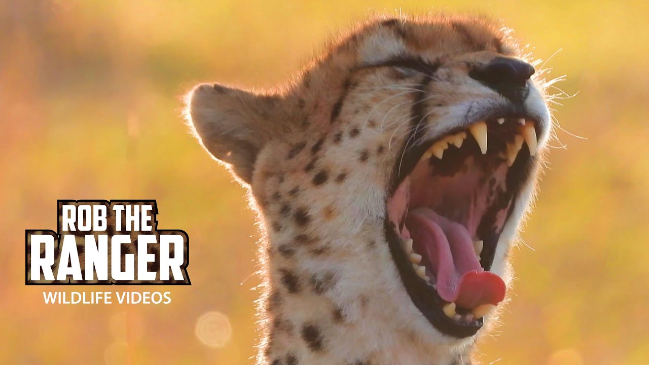 Cheetah coalition launches hunt across Maasai Mara plains