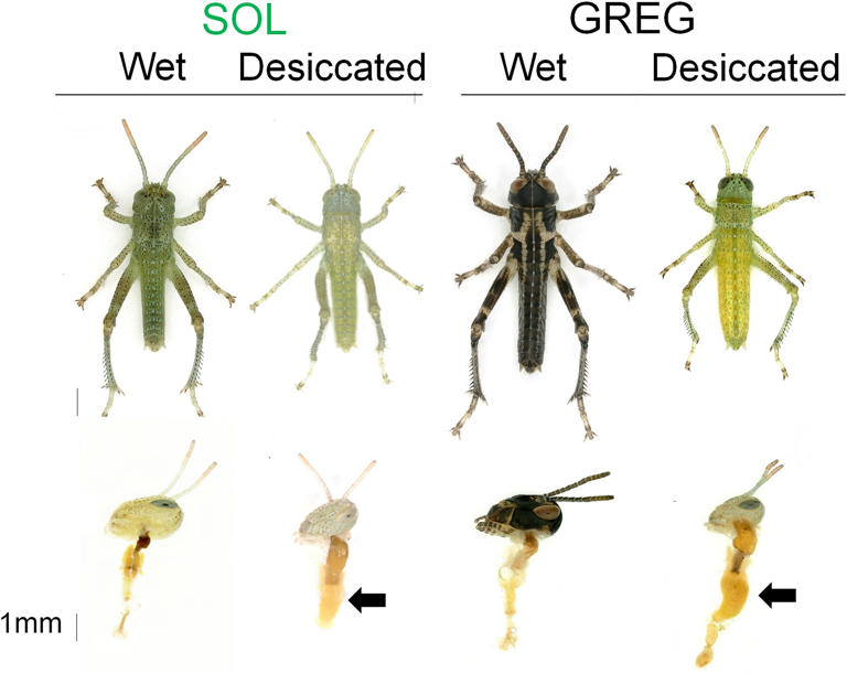 These hungry animals eat their first meal before birth