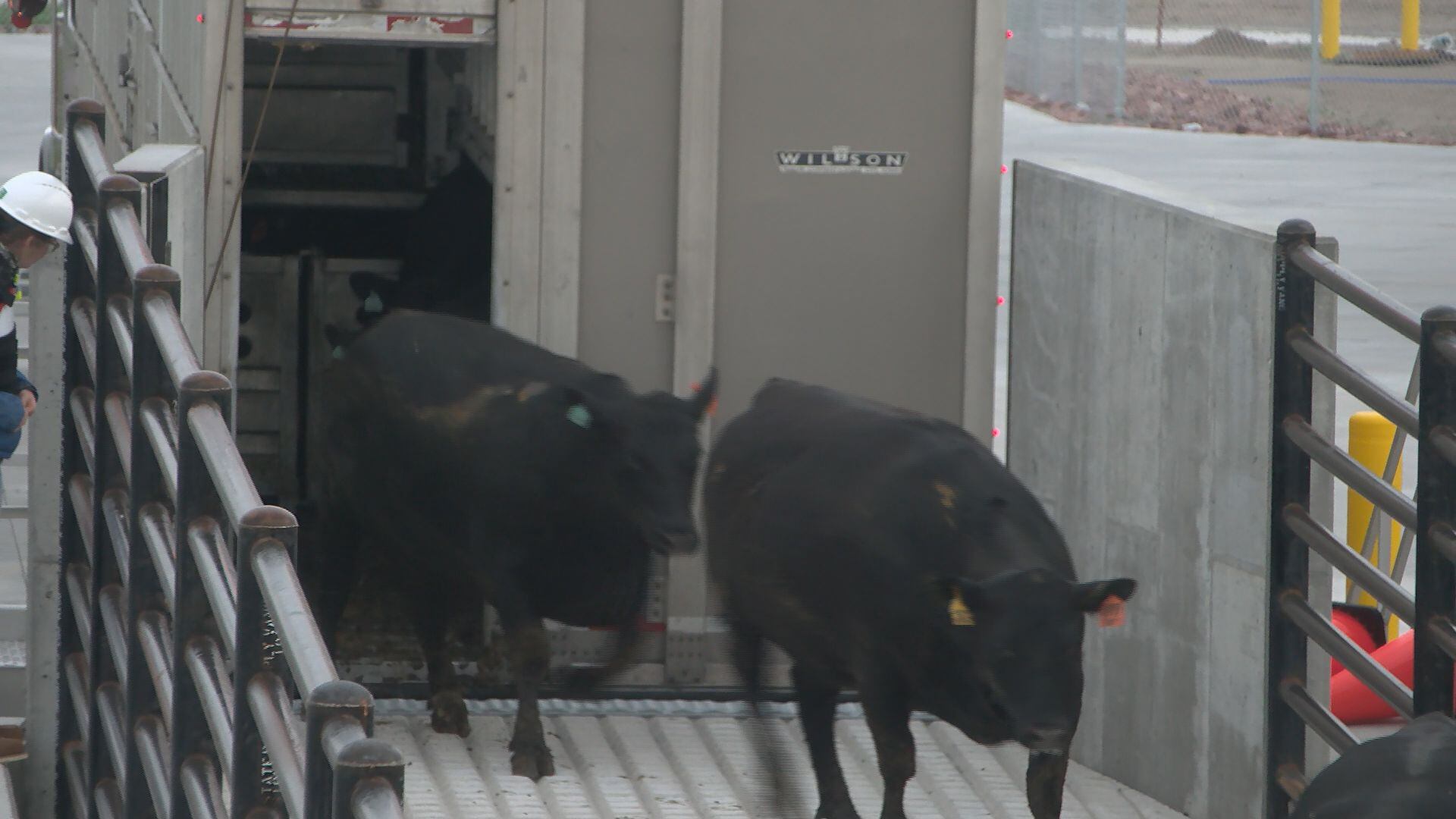 First head of cattle arrives for processing at North Platte’s ...