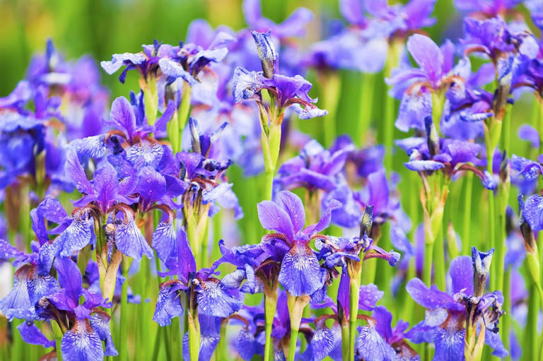 These 10 old-school flowers will make you miss your grandma’s garden