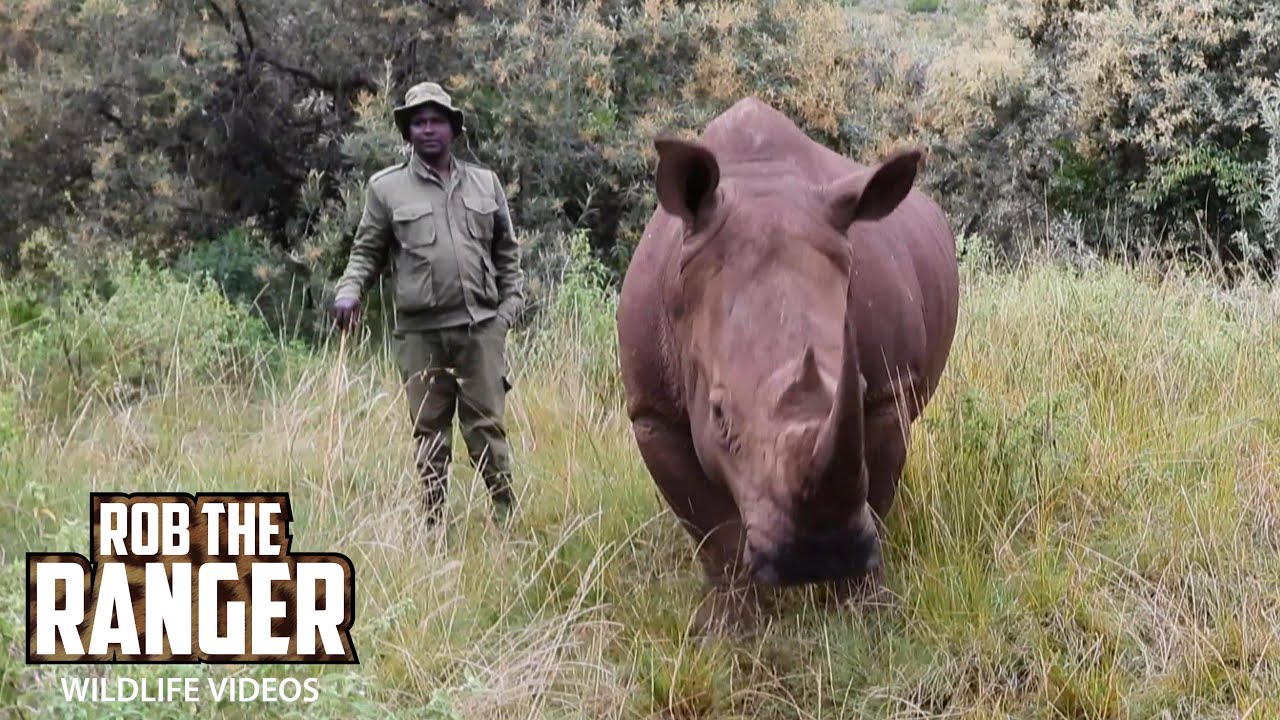 Witness YouTubers storm rare rhino sanctuary on Lalashe Maasai Mara safari
