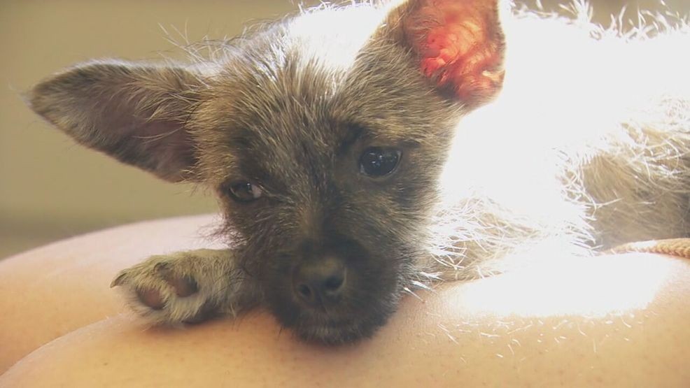 DoveLewis after-hour emergency care for strays may be cut due to county ...