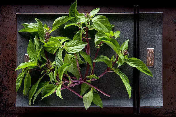 How to use Thai Basil to regrow hair on bald patches