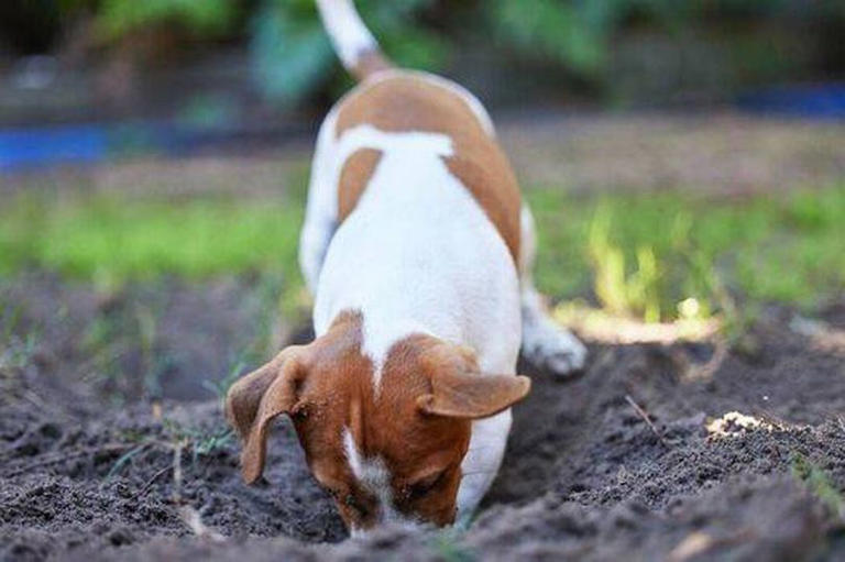 Four natural solutions to stop dogs digging up your garden - 'they'll ...