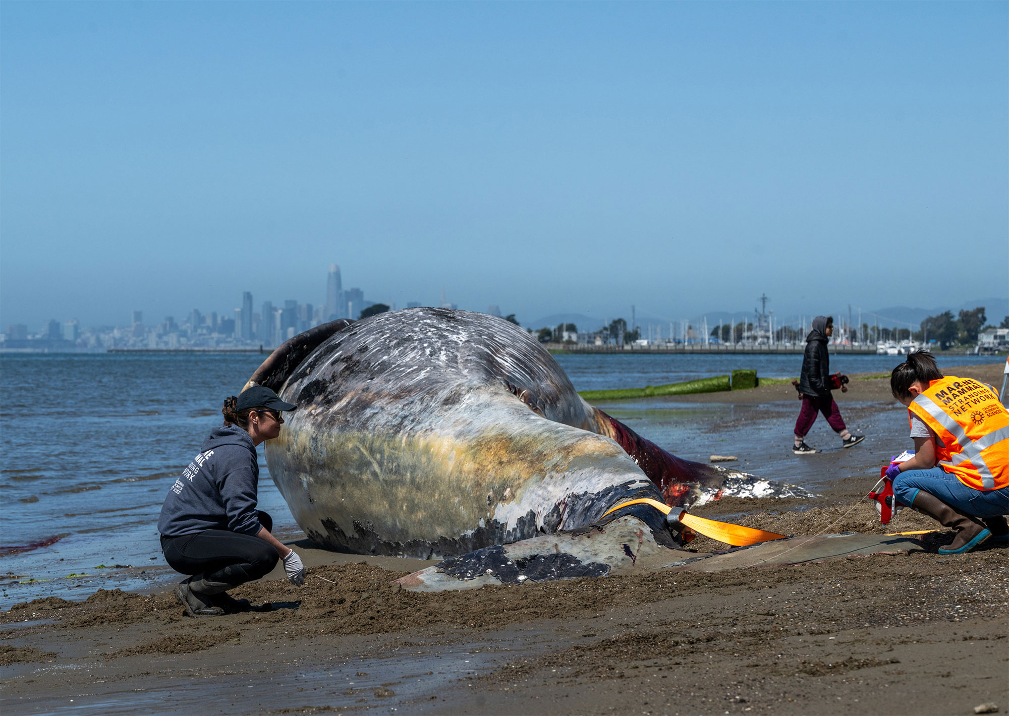 With 5 new gray whale deaths in recent days, Bay Area on pace for one ...