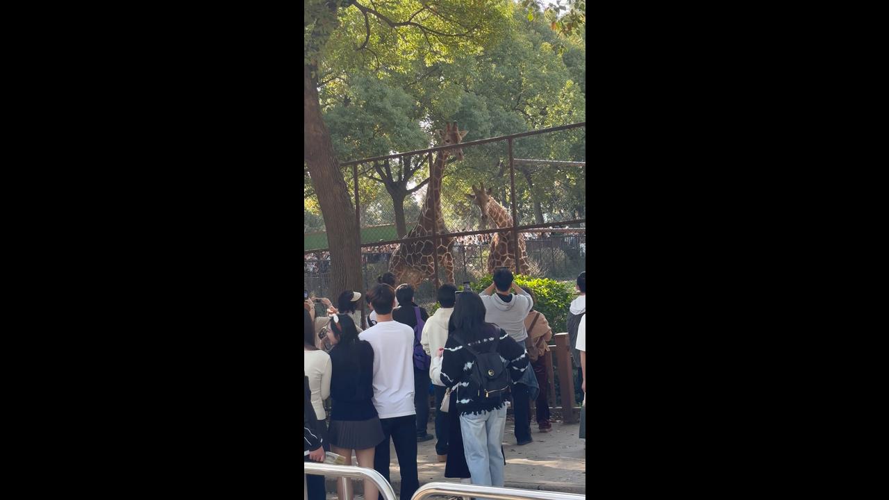 Fighting giraffes head butting each other shock zoo visitors in China