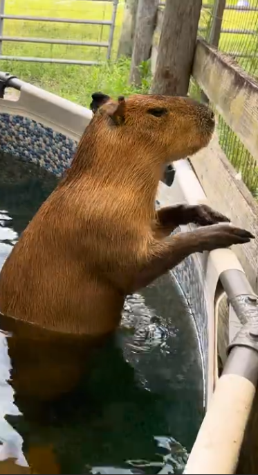 Capybara Pool Days (Does She See The New Fishies)