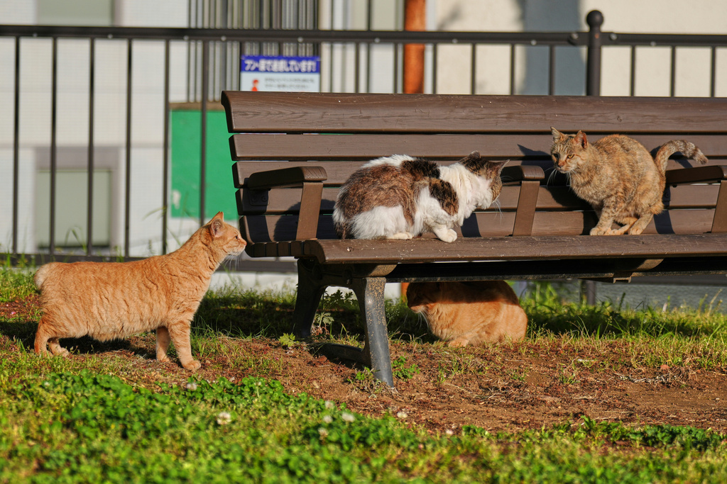 Cats with hooked and bent tails fill Nagasaki, Japan, where they are ...