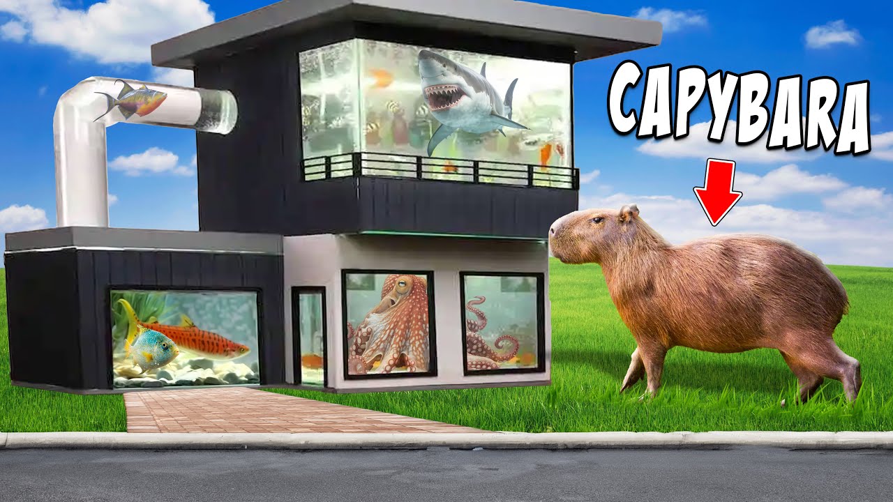 Capybara Swims in a 5000-Gallon Koi Pond