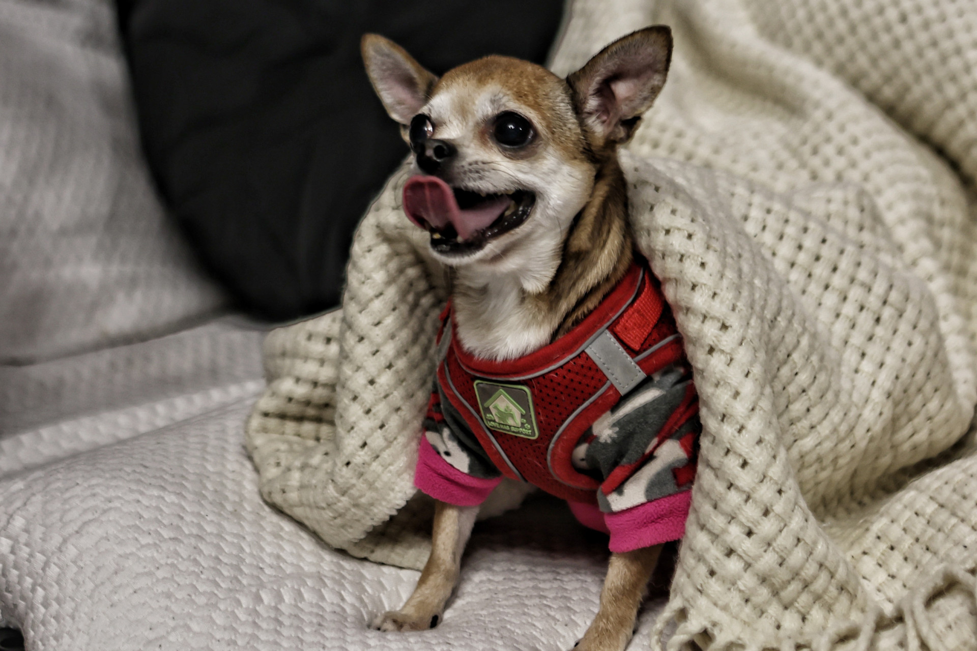 Beloved Cheers and Space Jam actor dies aged 86